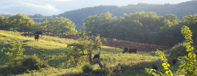 History | Cloudland Farm